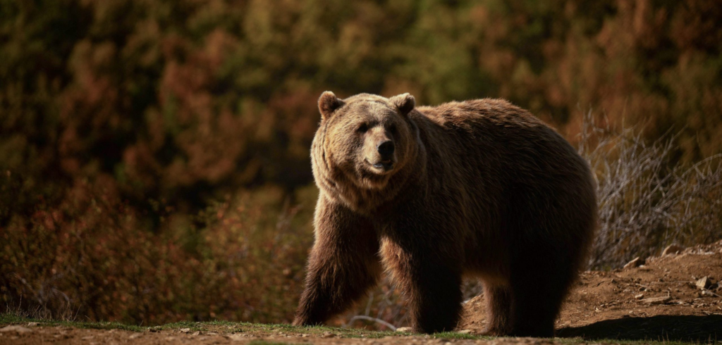 Al menos once heridos, incluidos niños, tras ataque de un oso a grupo ...